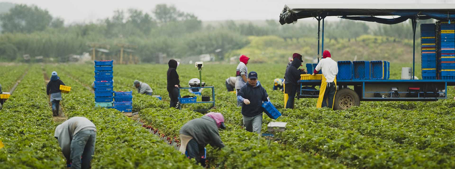 About Us - House Farm Workers!